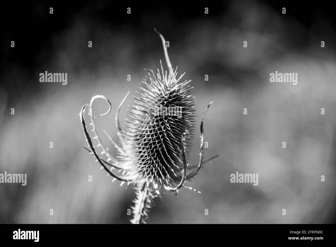 Wild grass on background Black and White Stock Photos & Images - Alamy