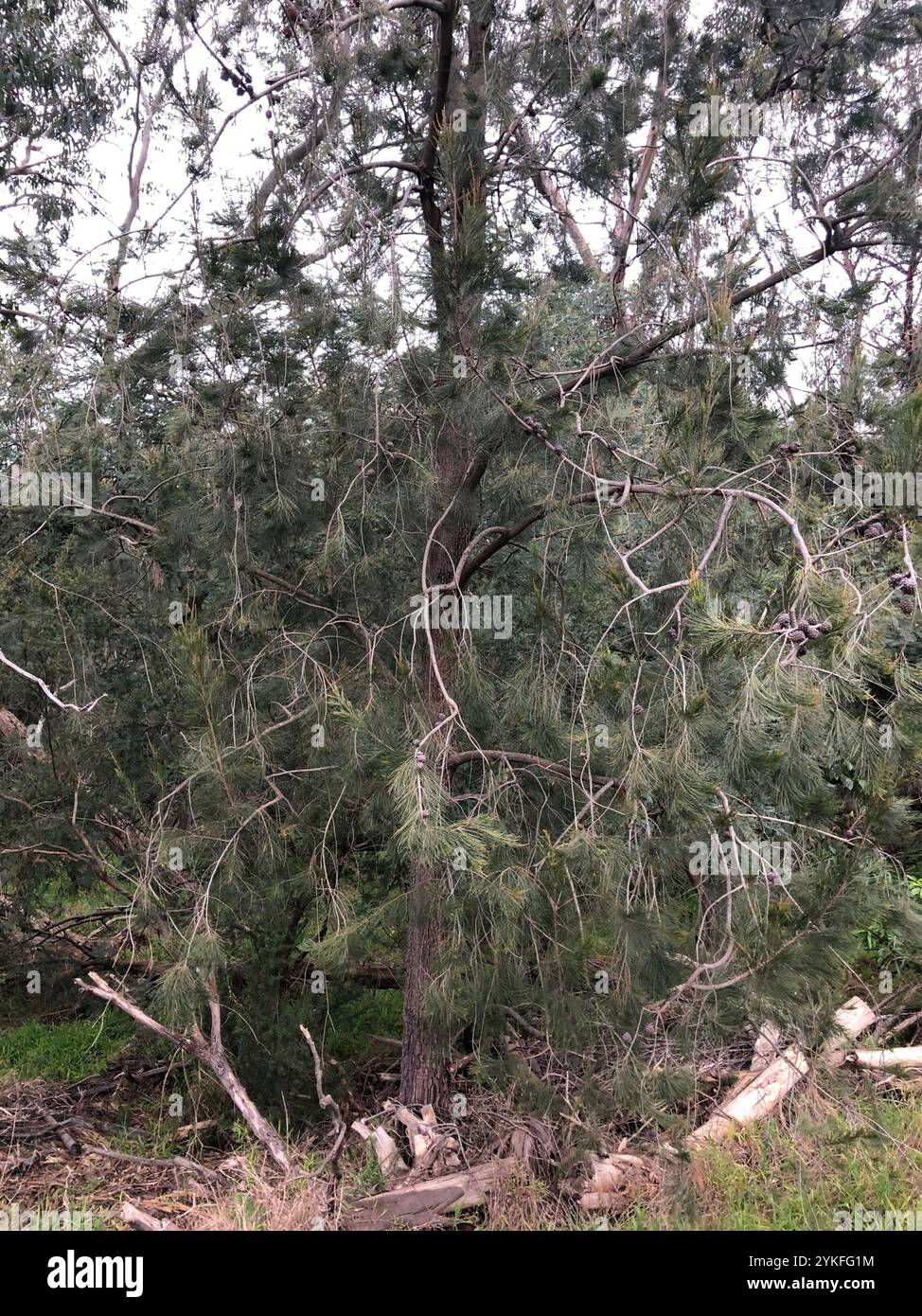 Black sheoak (Allocasuarina littoralis Stock Photo - Alamy