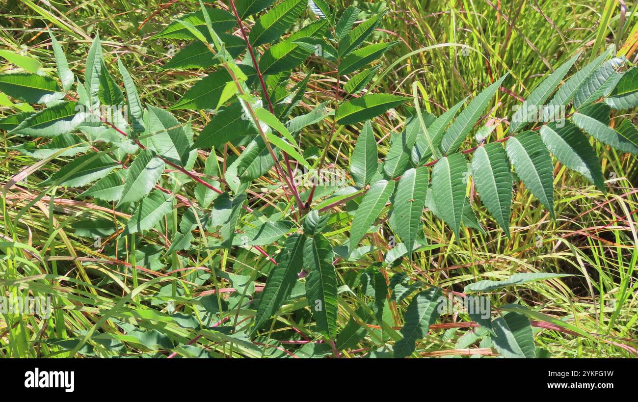 smooth sumac (Rhus glabra Stock Photo - Alamy