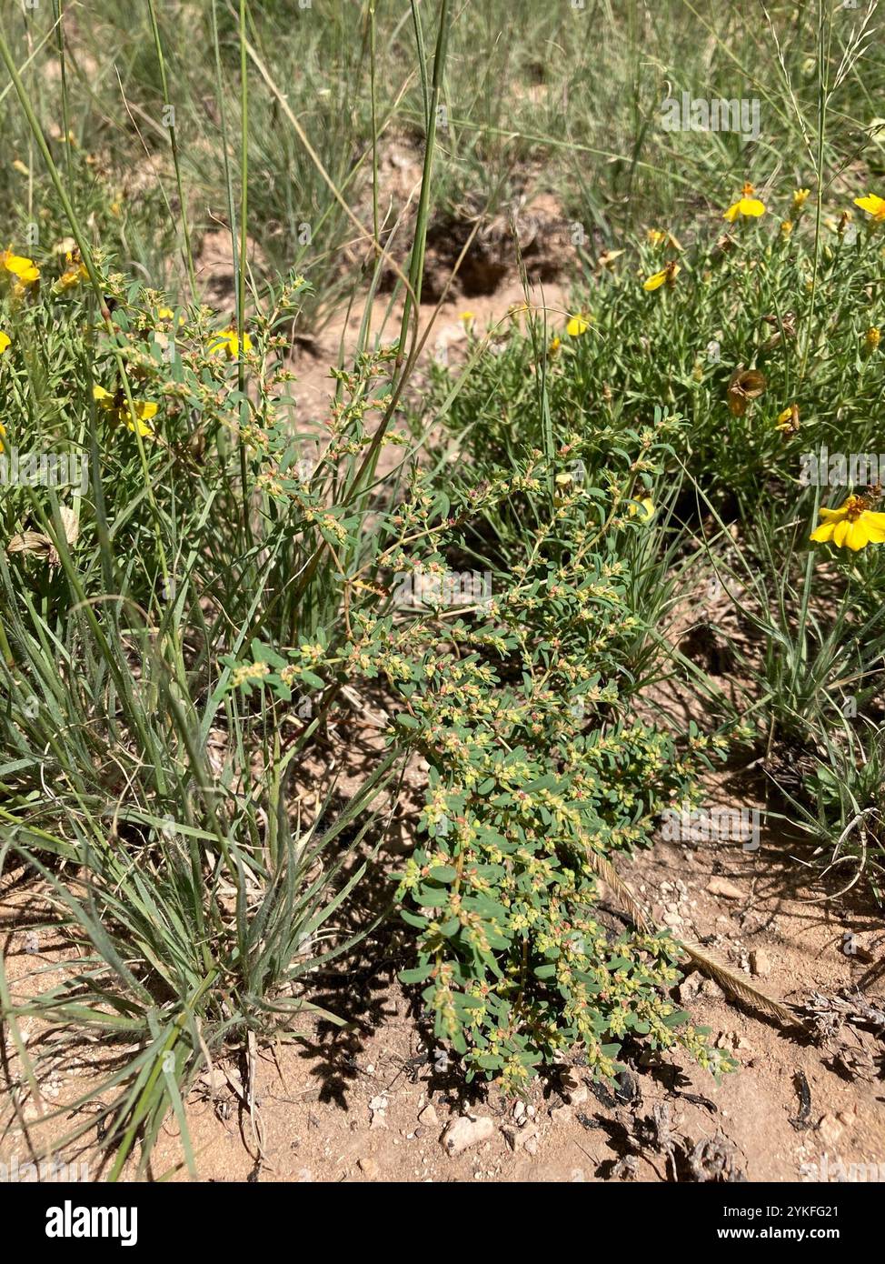 Thymeleaf Sandmat (Euphorbia serpillifolia Stock Photo - Alamy