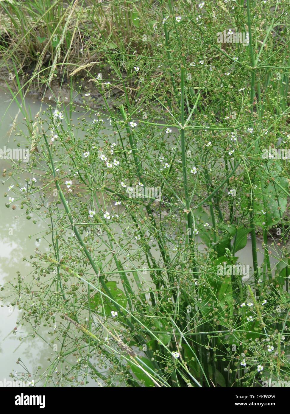 northern water-plantain (Alisma triviale Stock Photo - Alamy