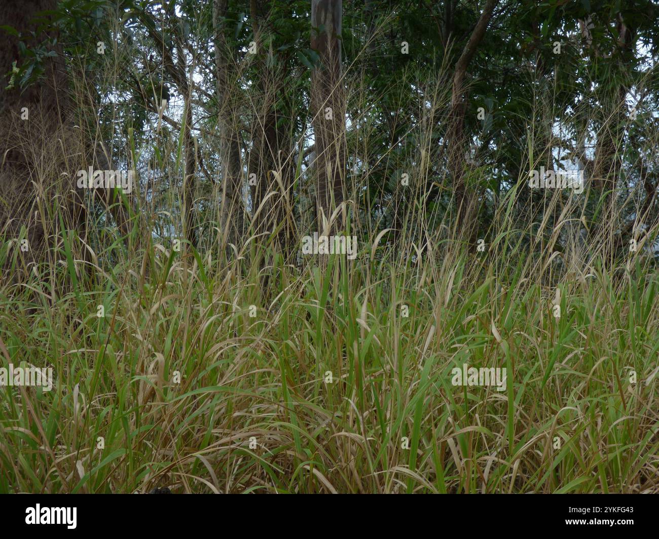 guinea grass (Megathyrsus maximus Stock Photo - Alamy