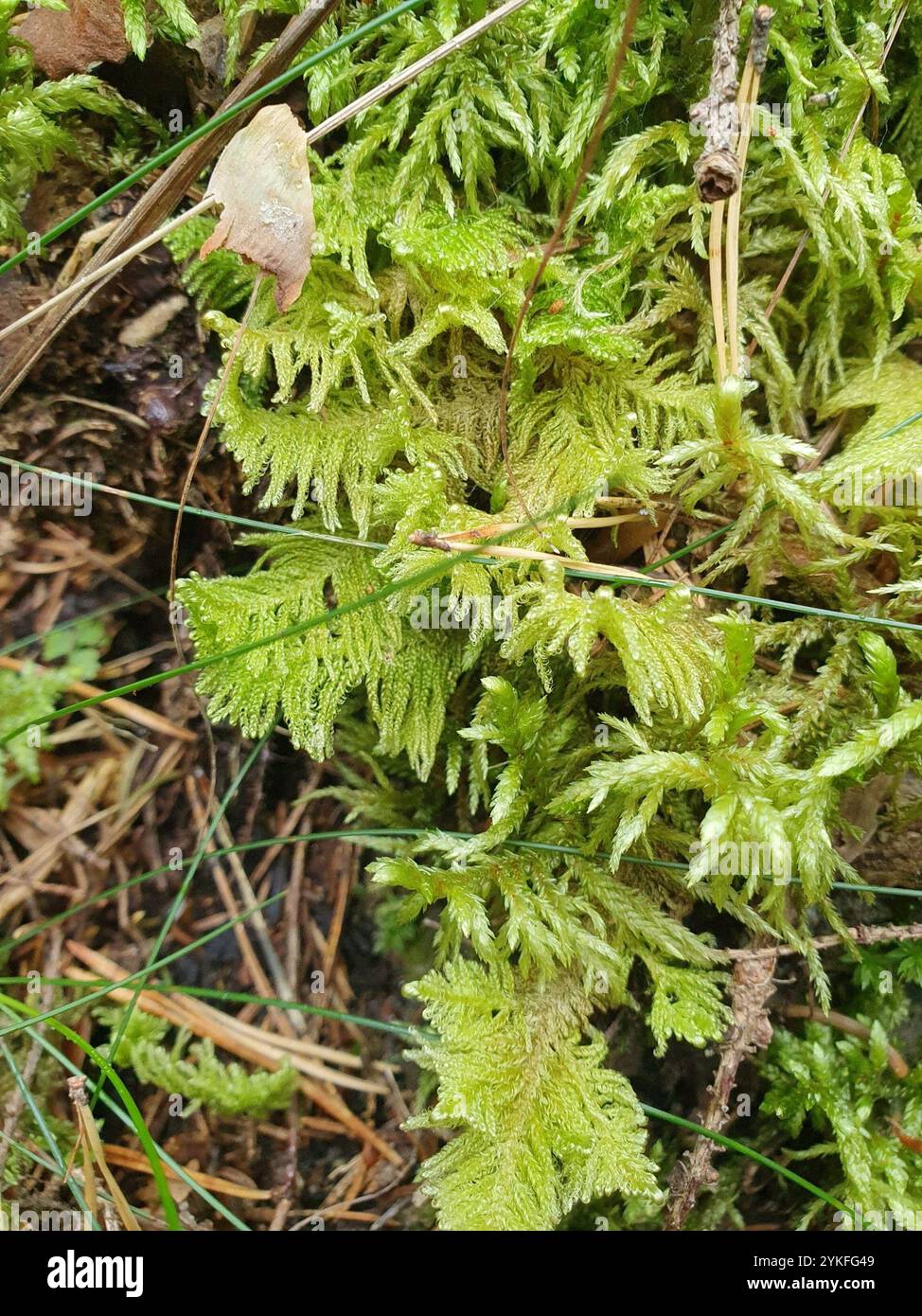 Ostrich-plume Moss (Ptilium crista-castrensis Stock Photo - Alamy