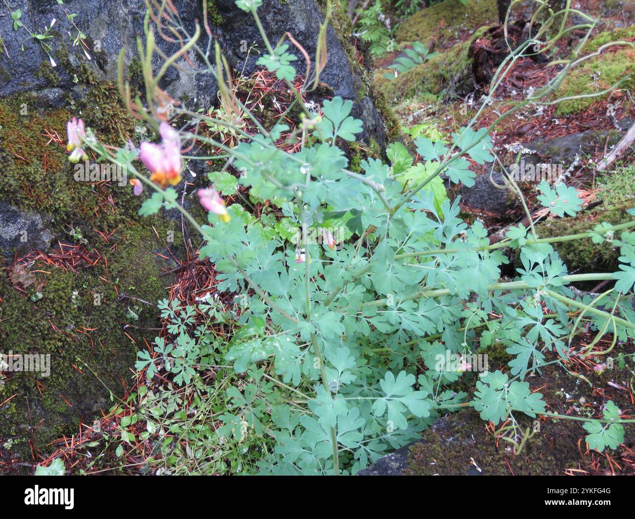 Capnoides sempervirens hi-res stock photography and images - Alamy