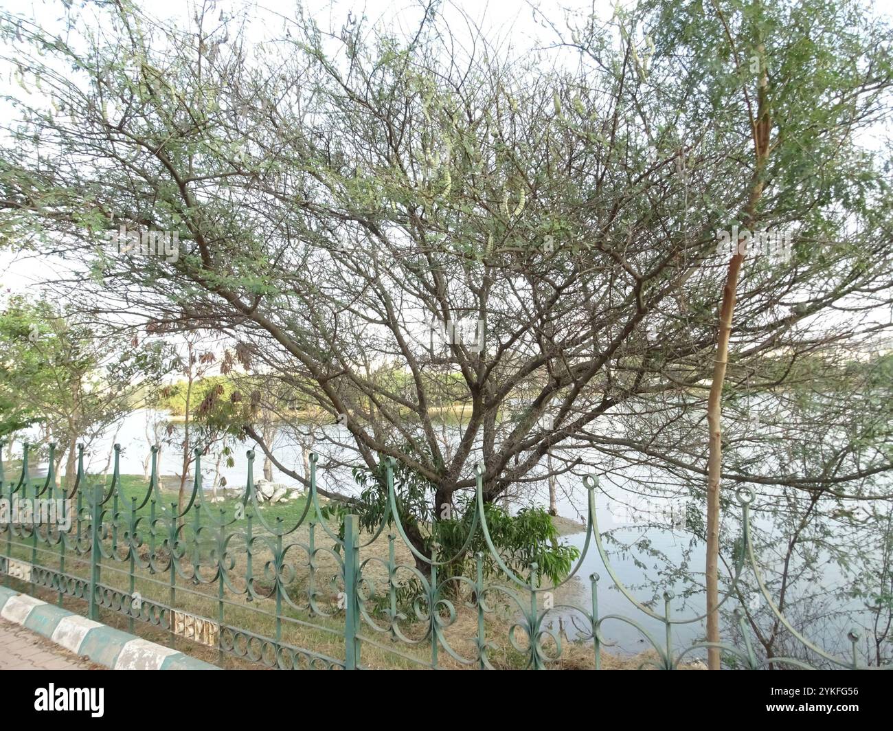 Egyptian acacia (Vachellia nilotica Stock Photo - Alamy