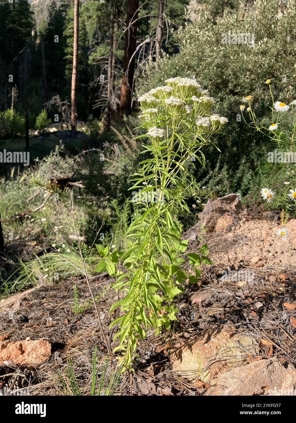 Candyleaf hi-res stock photography and images - Alamy