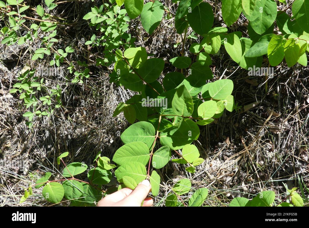 spreading dogbane (Apocynum androsaemifolium Stock Photo - Alamy