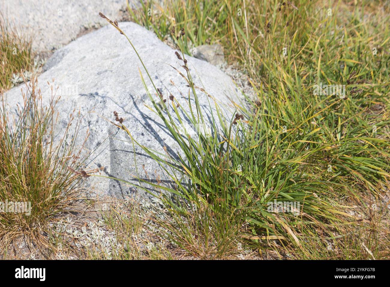 Bulrush Sedge (Carex scirpoidea Stock Photo - Alamy