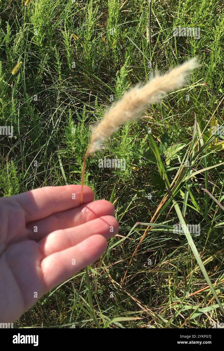 silver bluestem (Bothriochloa torreyana Stock Photo - Alamy