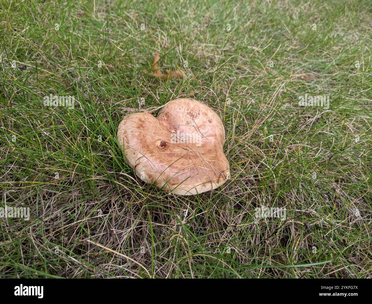 Brown Roll-Rim (Paxillus involutus Stock Photo - Alamy