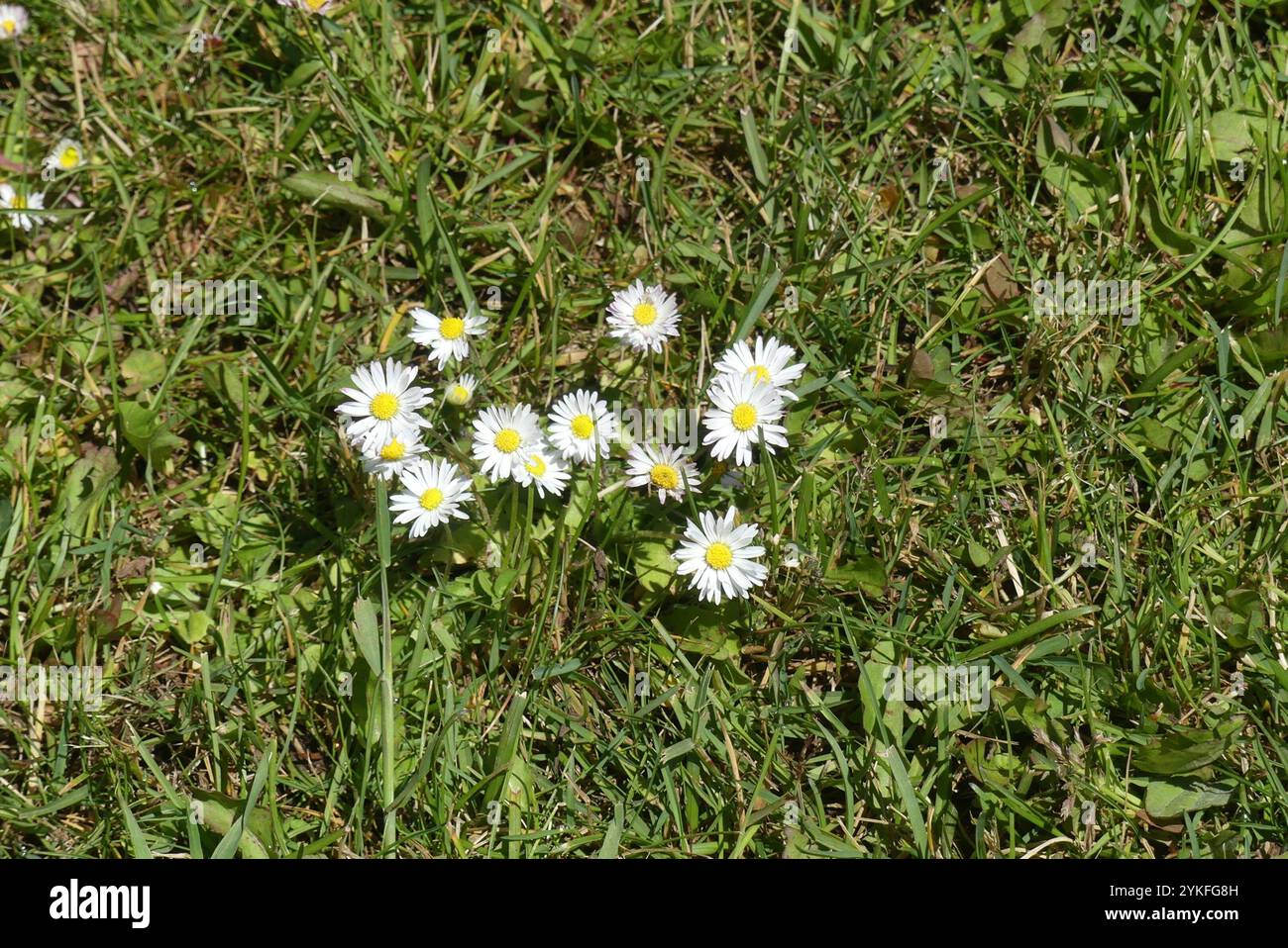 asters and allies (Astereae Stock Photo - Alamy