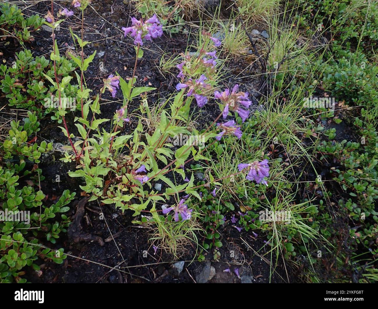 Penstemon serrulatus hi-res stock photography and images - Alamy