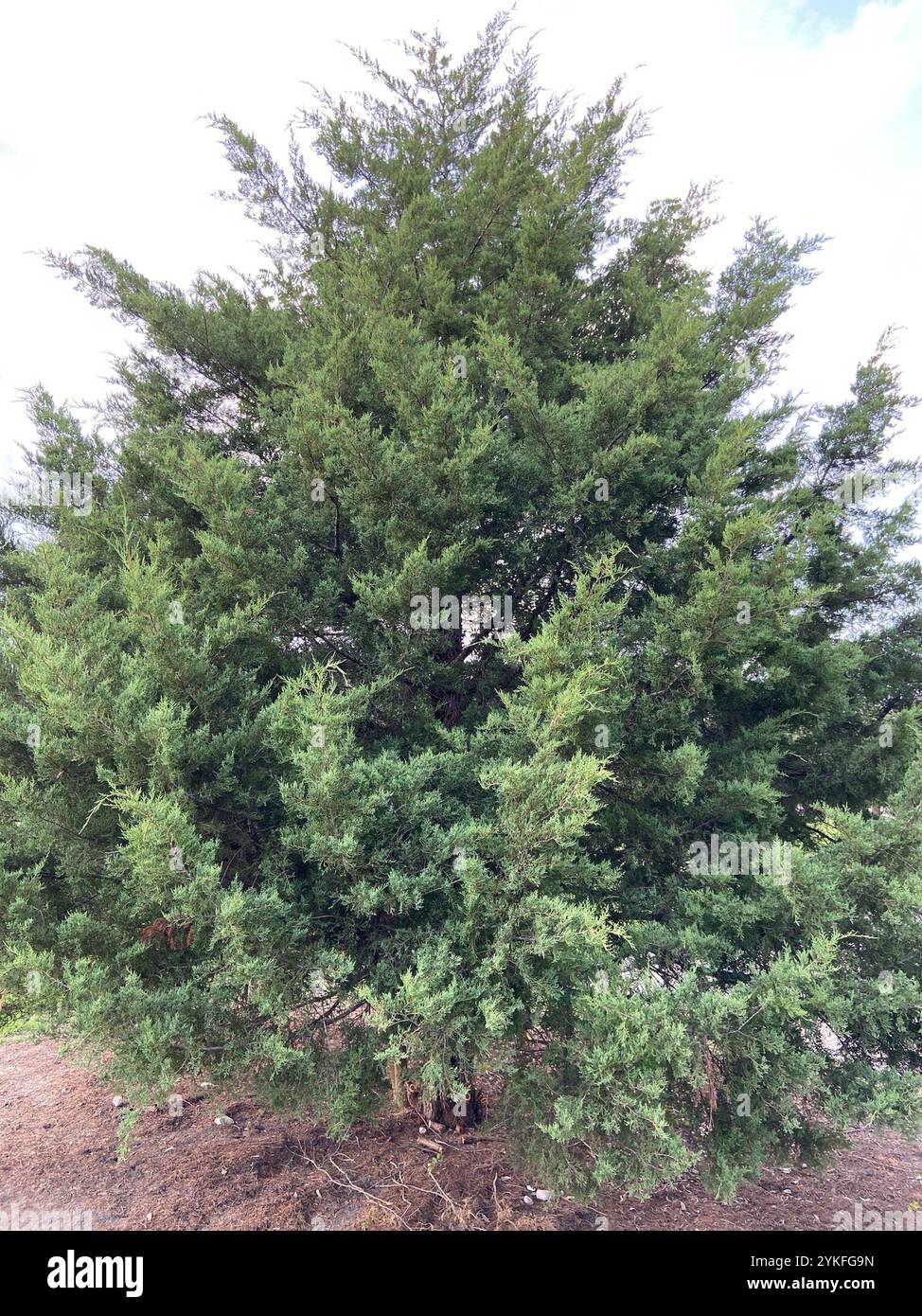 Ashe juniper (Juniperus ashei Stock Photo - Alamy