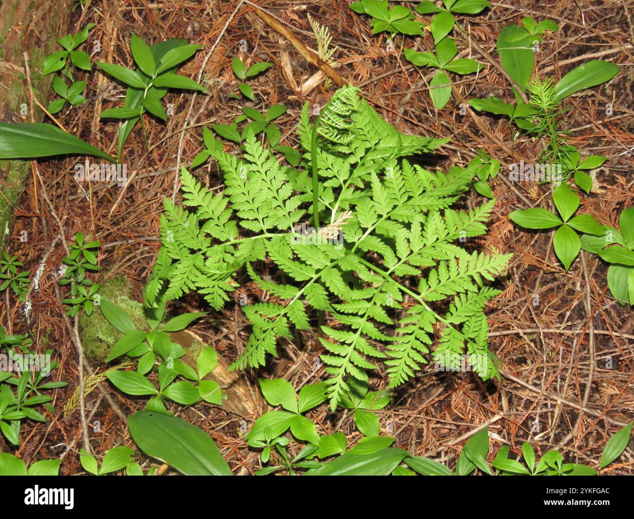 rattlesnake fern (Botrypus virginianus Stock Photo - Alamy