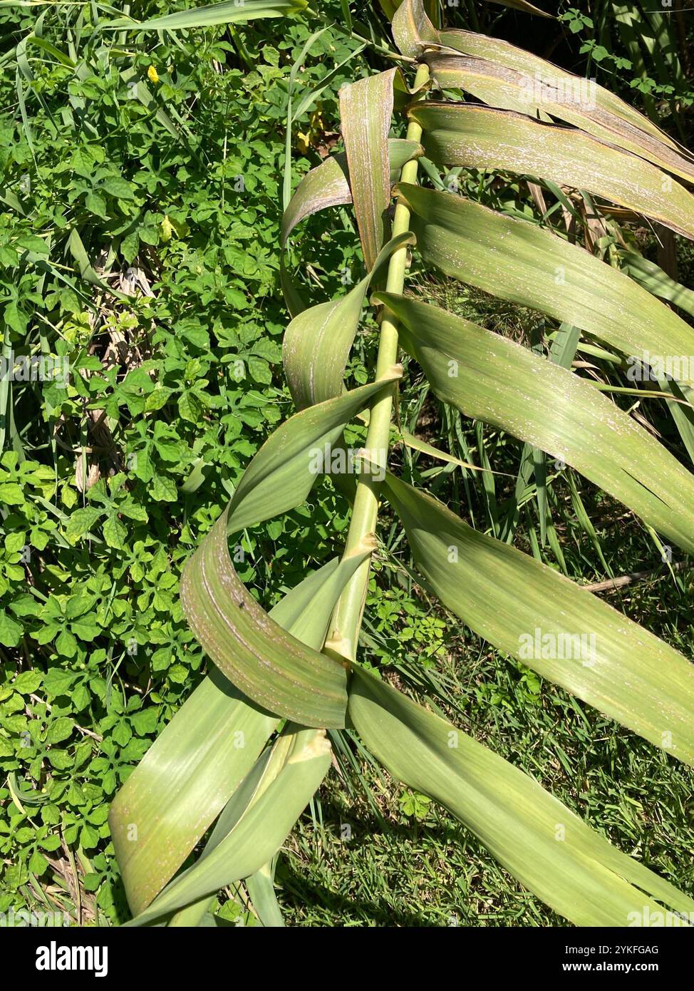giant reed (Arundo donax Stock Photo - Alamy
