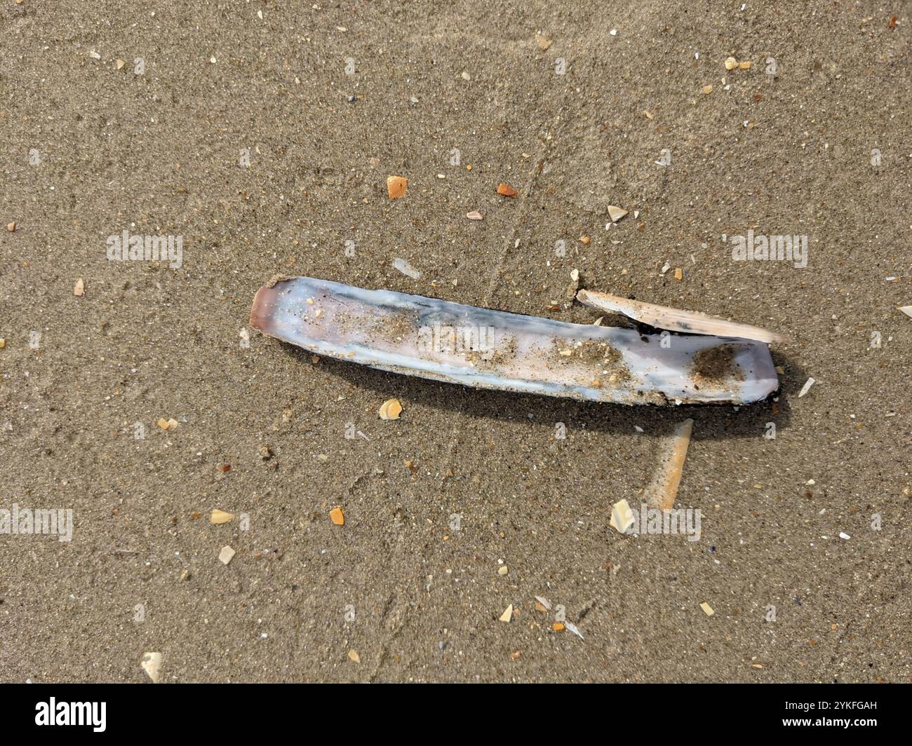 Ensis leei hi-res stock photography and images - Alamy