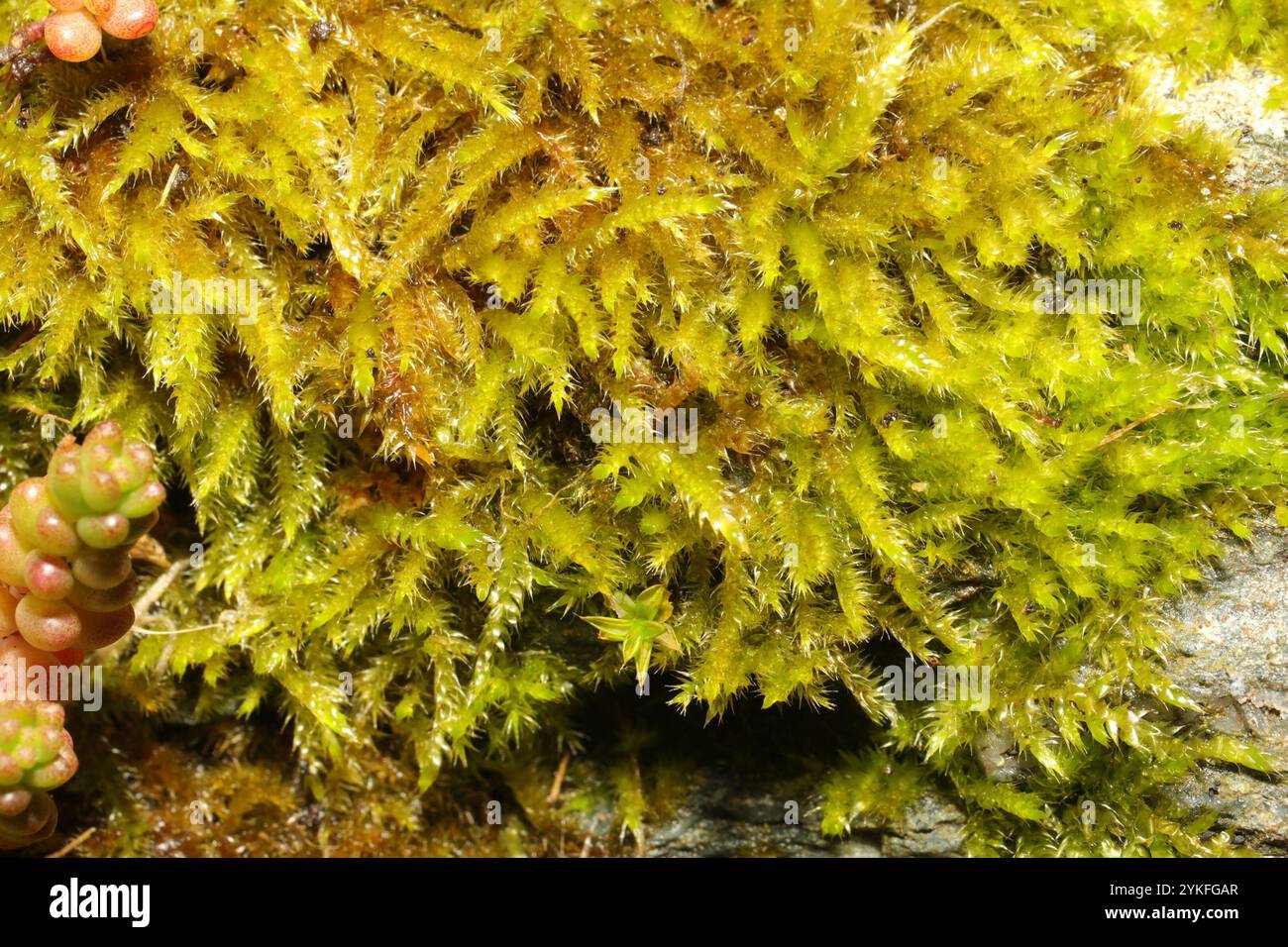 Amblystegium hi-res stock photography and images - Alamy