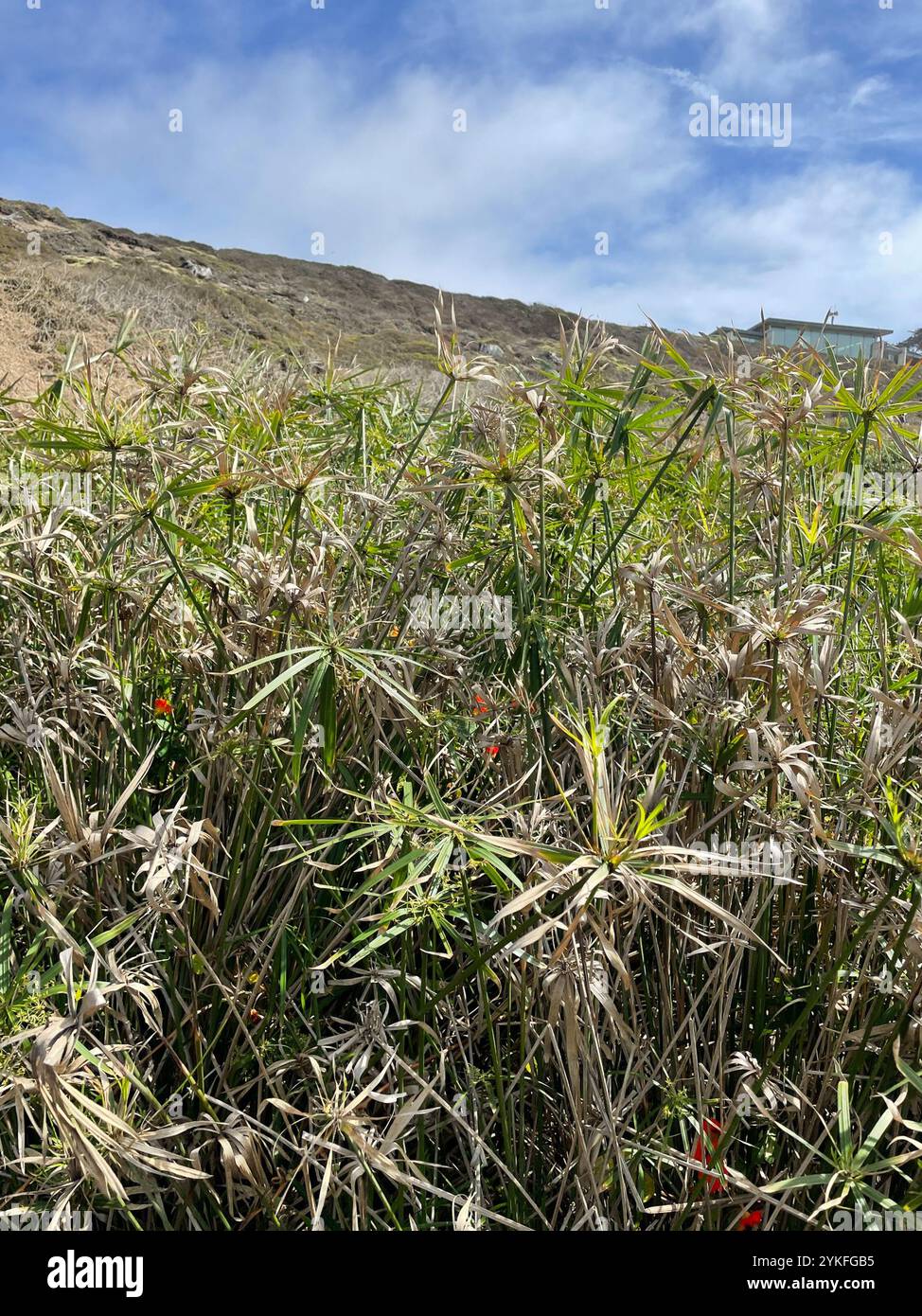 Umbrella Papyrus (Cyperus alternifolius Stock Photo - Alamy