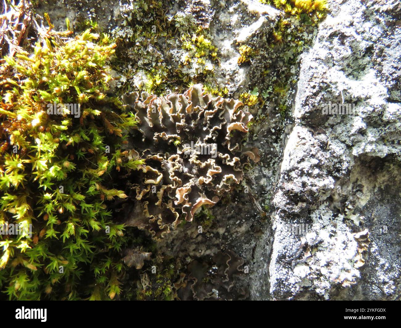tree pelt lichen (Peltigera collina Stock Photo - Alamy