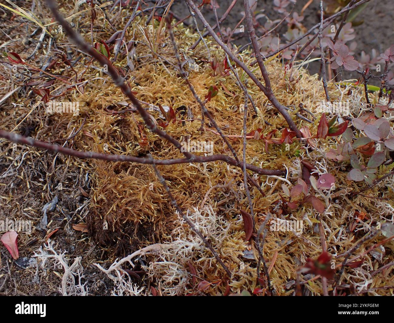 Neat feather moss hi-res stock photography and images - Alamy