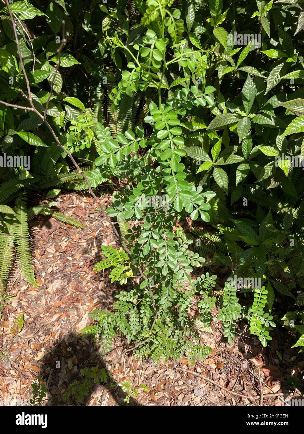 Lime Prickly-ash (Zanthoxylum fagara Stock Photo - Alamy