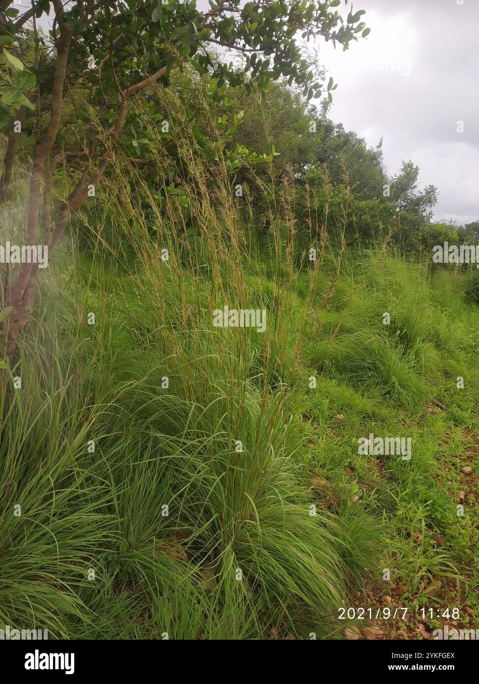 Broad-leaved Turpentine Grass (Cymbopogon caesius Stock Photo - Alamy