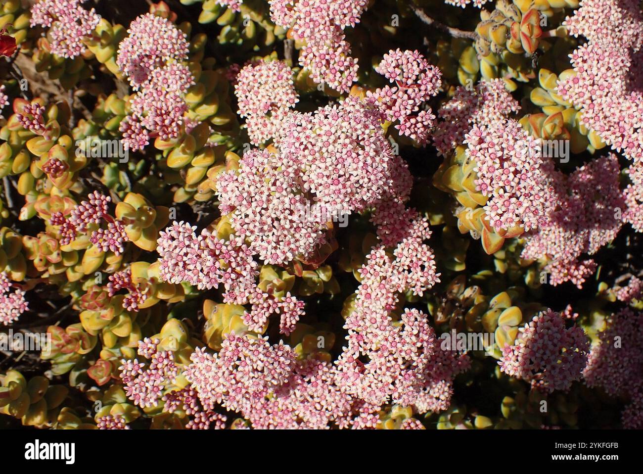 Kebab Bush (Crassula rupestris Stock Photo - Alamy