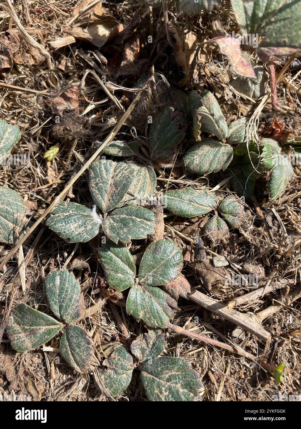 Beach strawberry fragaria chiloensis hi-res stock photography and ...