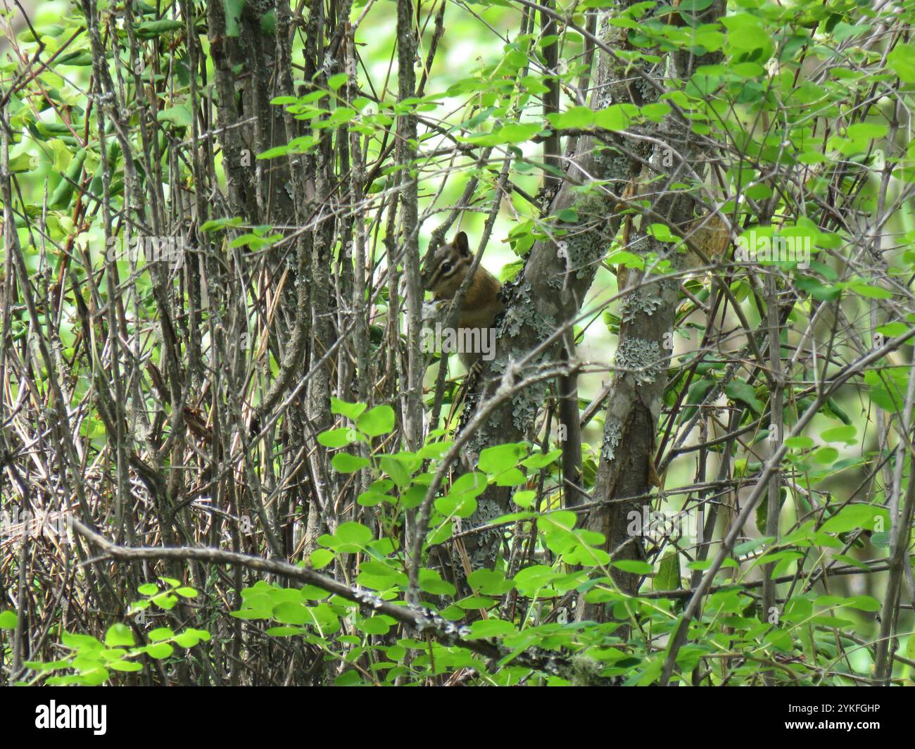 Yellow-pine Chipmunk (Neotamias amoenus Stock Photo - Alamy