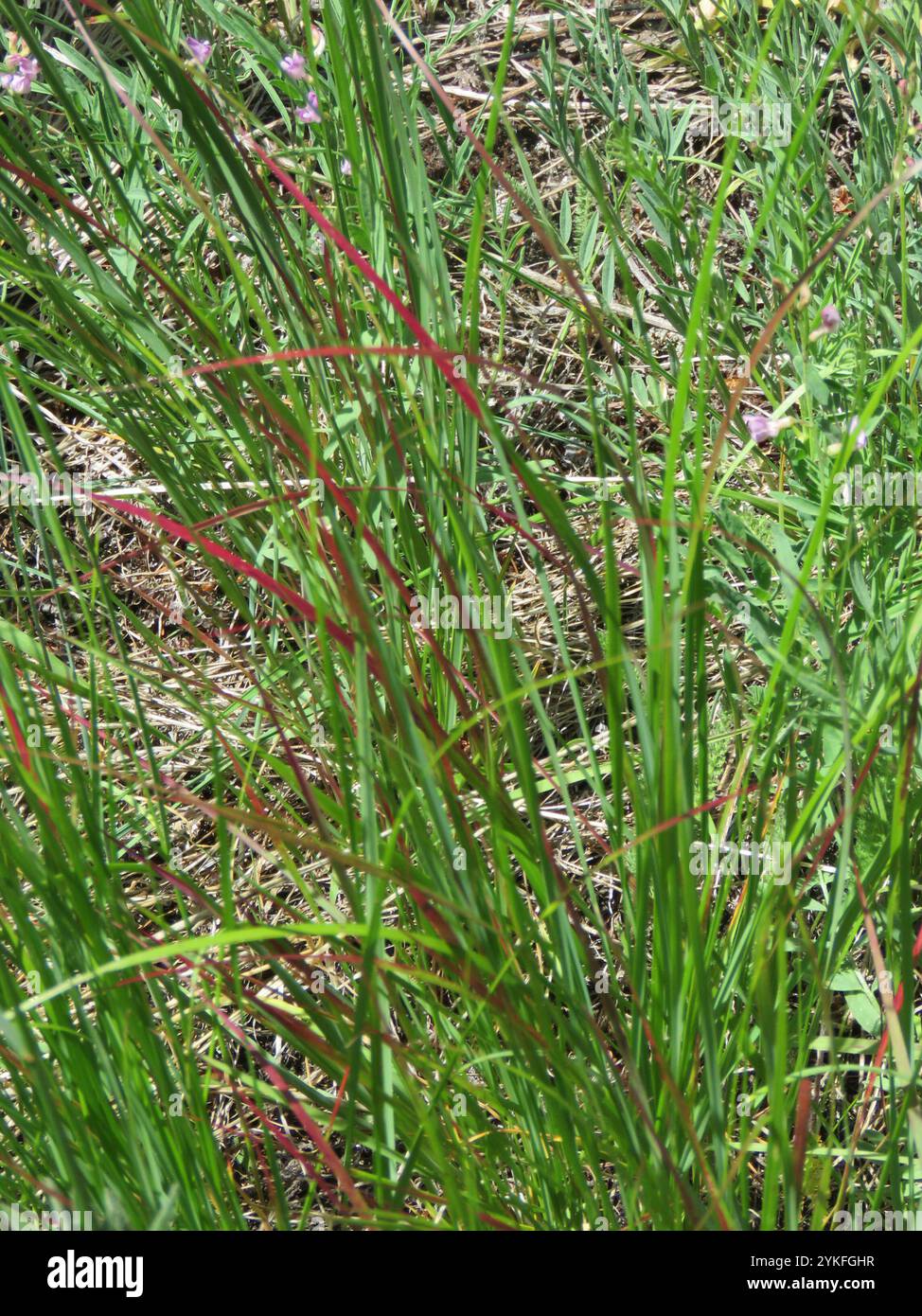 bluestems, lemon grasses, silvergrasses, and allies (Andropogoneae ...