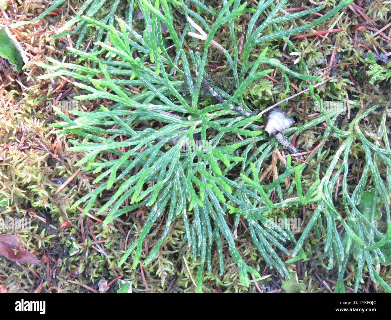 Northern ground cedar hi-res stock photography and images - Alamy