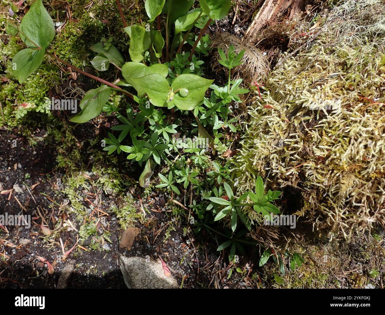 fragrant bedstraw (Galium triflorum Stock Photo - Alamy