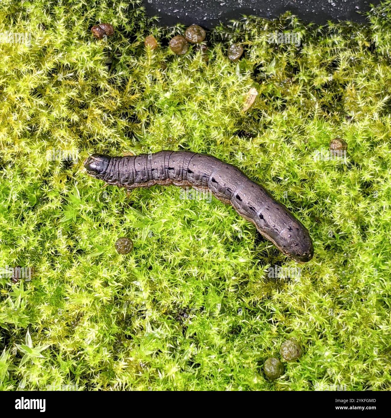 Cutworms and Dart Moths (Noctuinae Stock Photo - Alamy