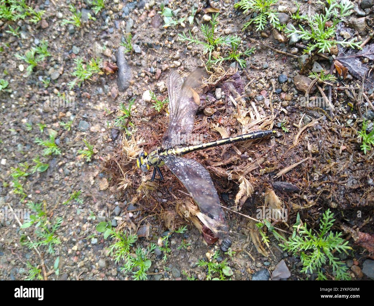 Horned clubtail hi-res stock photography and images - Alamy