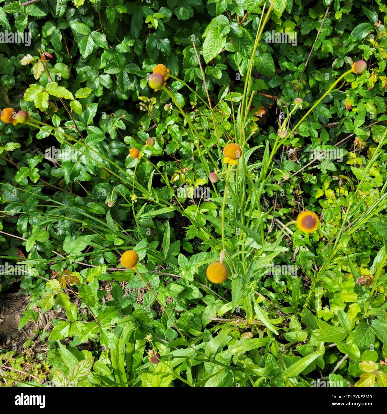 Rosilla hi-res stock photography and images - Alamy