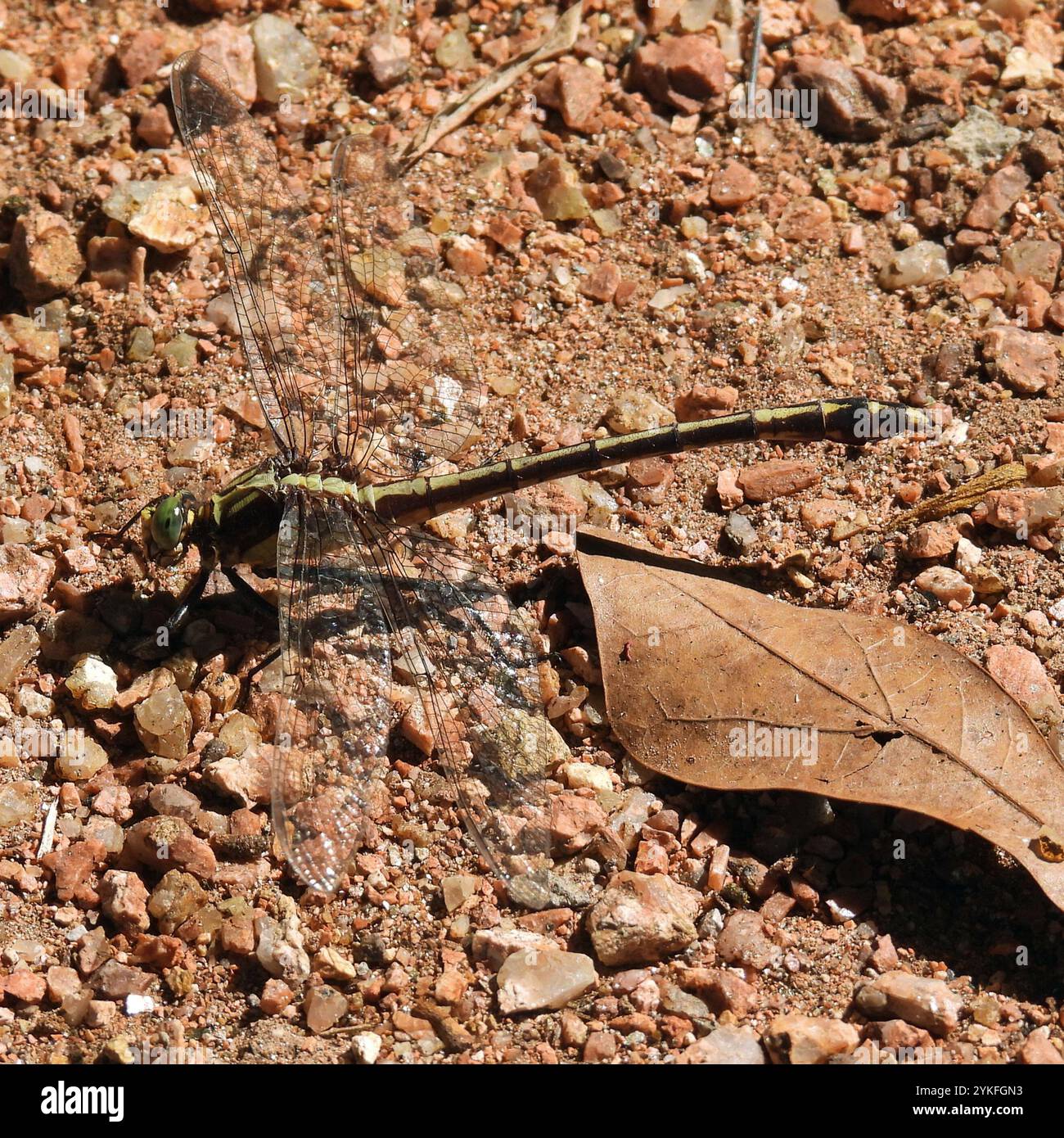 Black-shouldered Spinyleg (Dromogomphus spinosus Stock Photo - Alamy