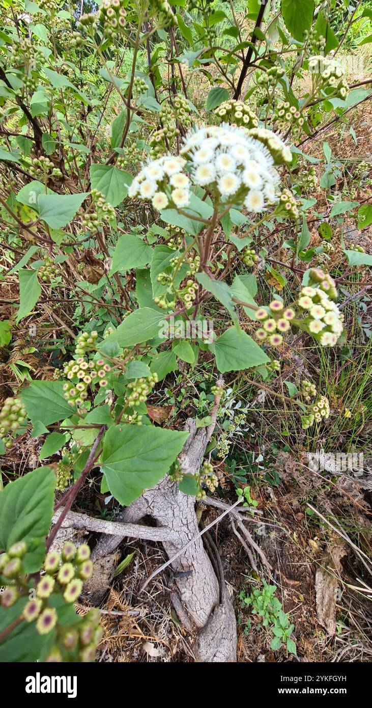 Crofton Weed (Ageratina adenophora Stock Photo - Alamy