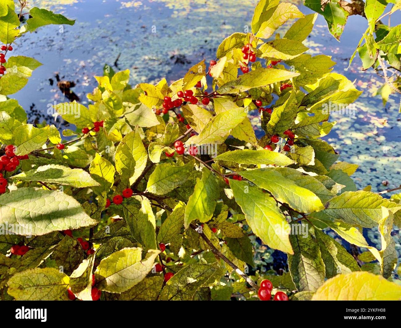 winterberry holly (Ilex verticillata Stock Photo - Alamy