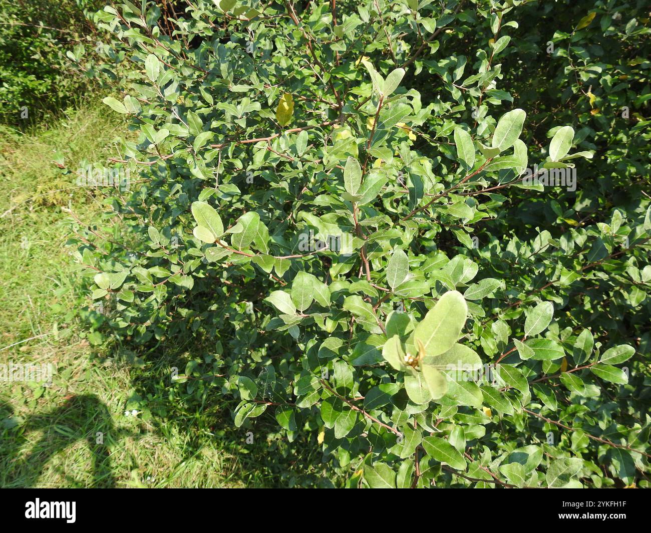 autumn olive (Elaeagnus umbellata Stock Photo - Alamy