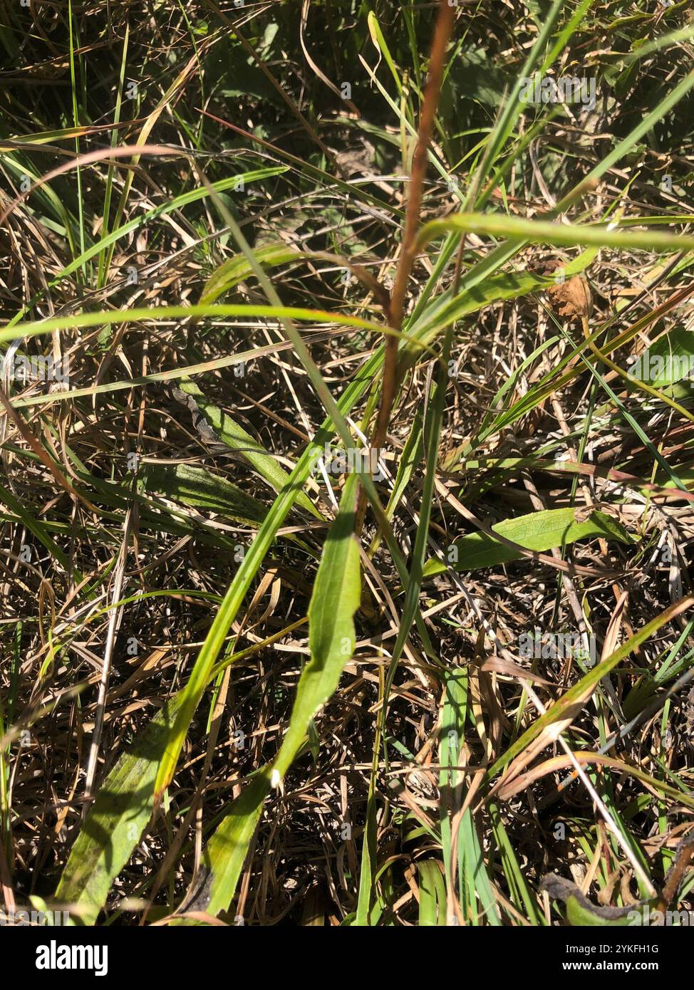 Oak Barrens Barbara's-Buttons (Marshallia legrandii Stock Photo - Alamy