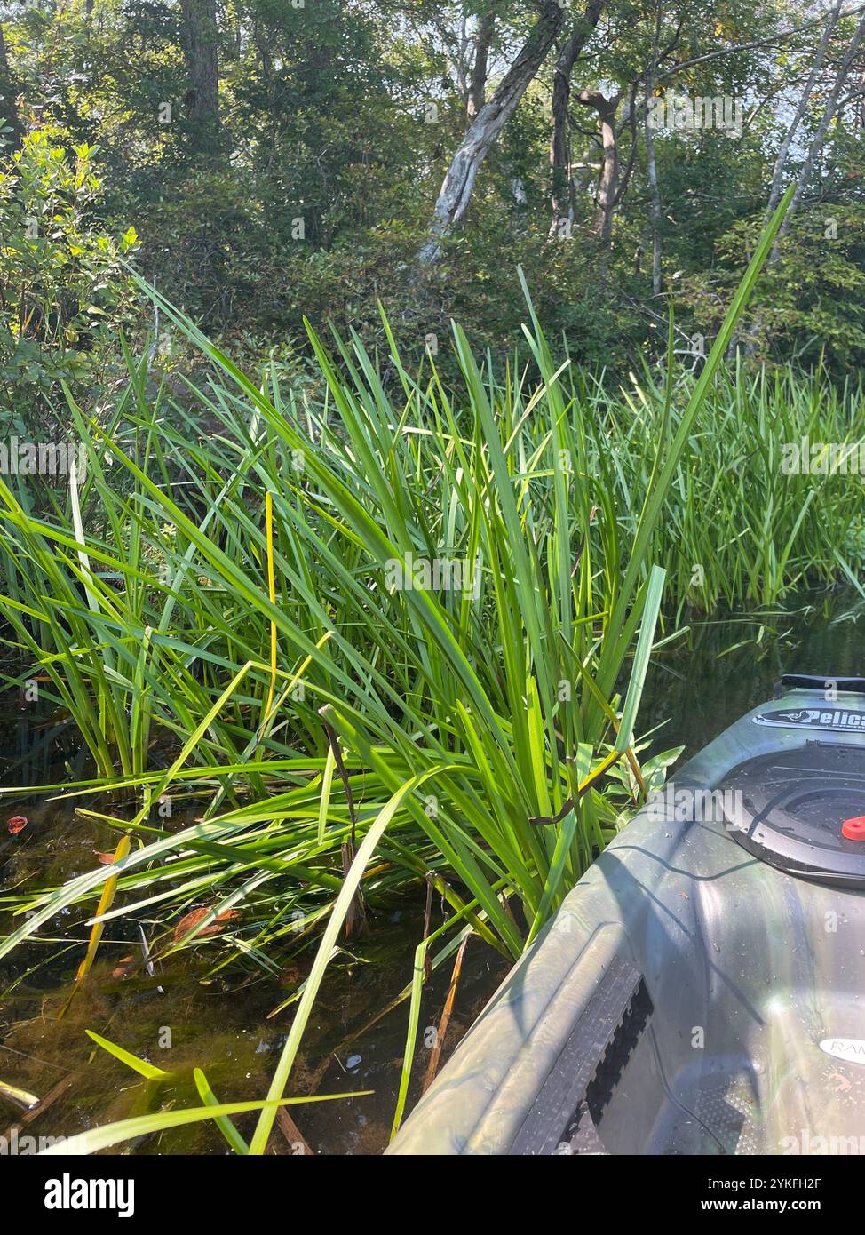 American bur reed hi-res stock photography and images - Alamy