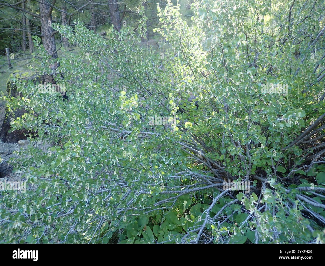 wax currant (Ribes cereum Stock Photo - Alamy