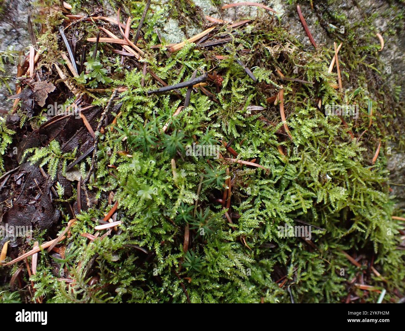Common Haircap Moss (Polytrichum commune Stock Photo - Alamy