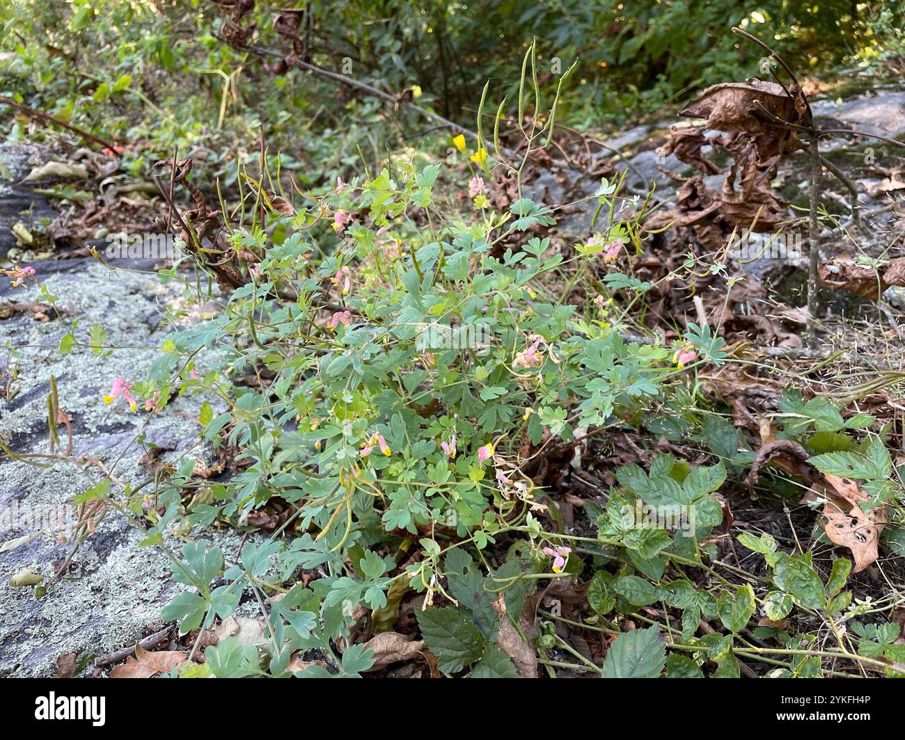 Capnoides sempervirens hi-res stock photography and images - Alamy