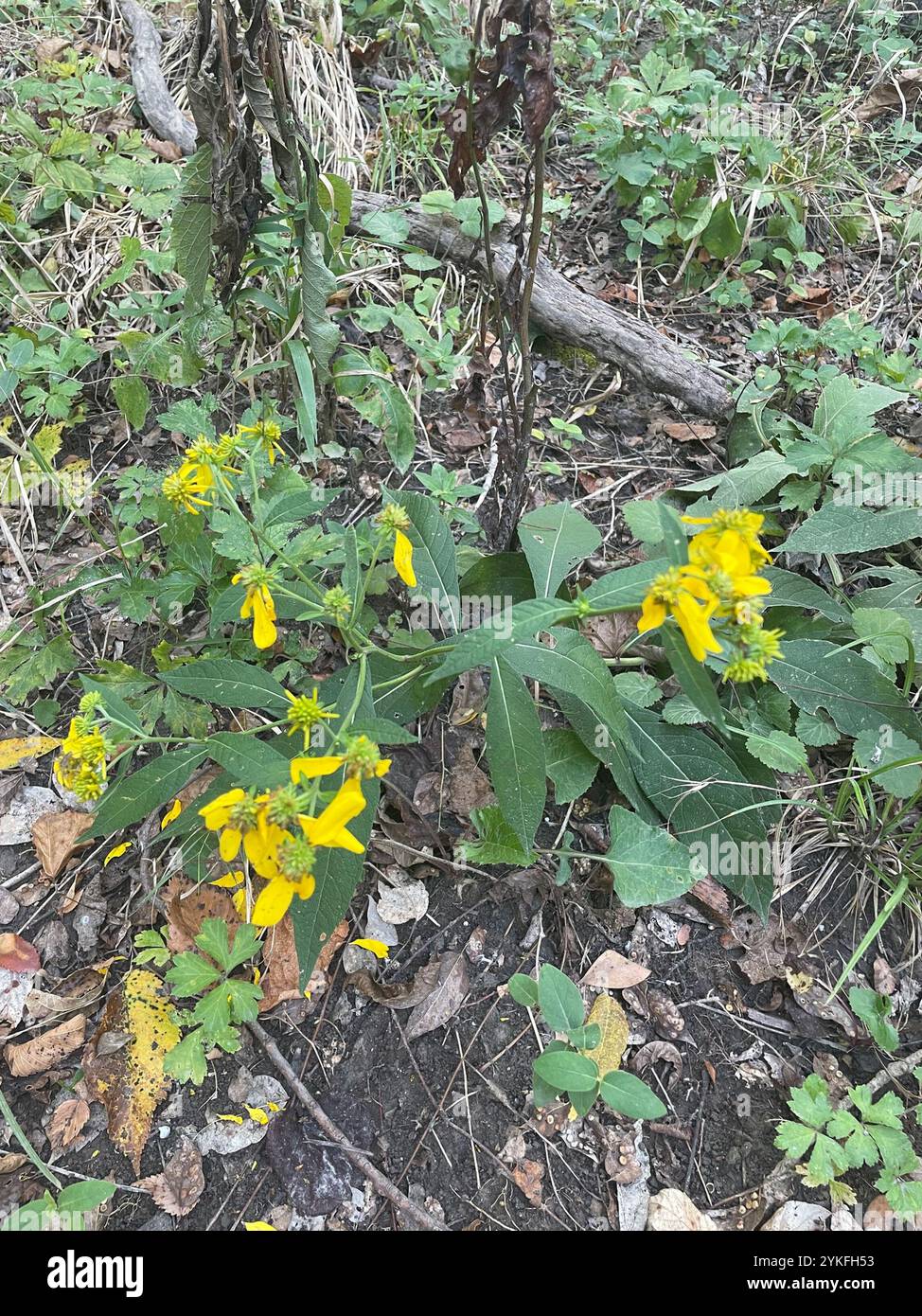 Wingstem (Verbesina alternifolia Stock Photo - Alamy