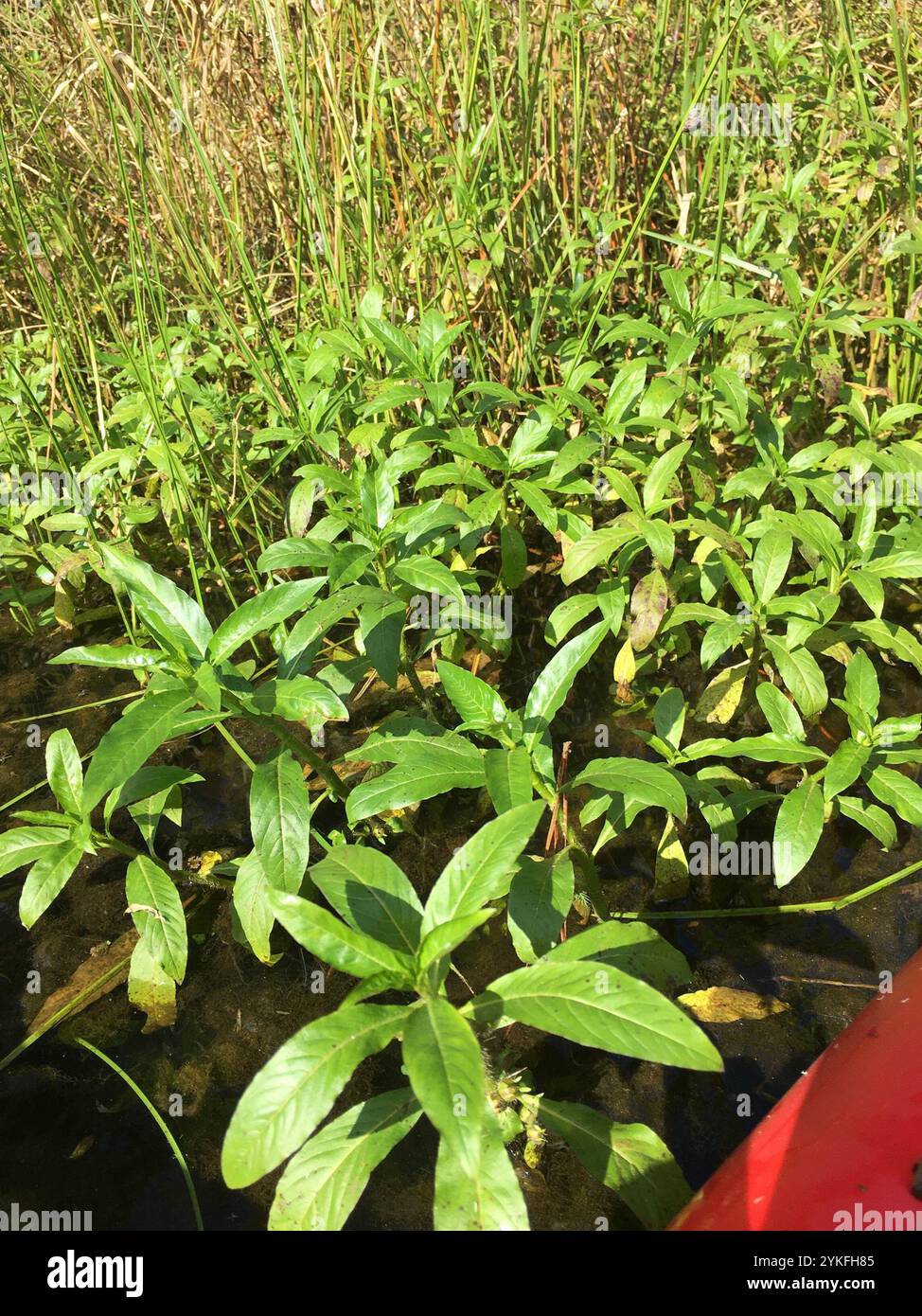 Quadrivalvis hi-res stock photography and images - Alamy