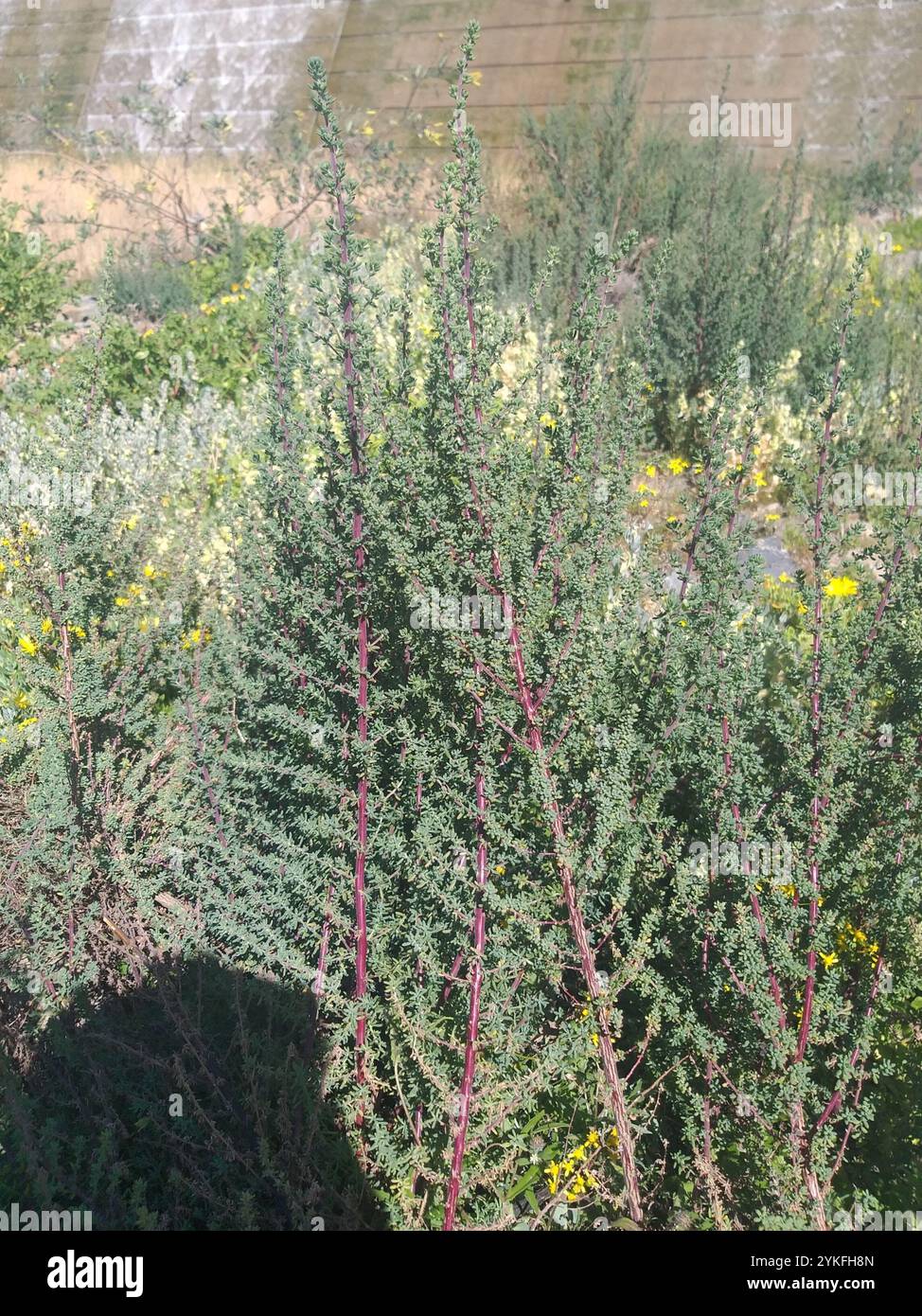 Short-leaf Bluebush (Maireana brevifolia Stock Photo - Alamy