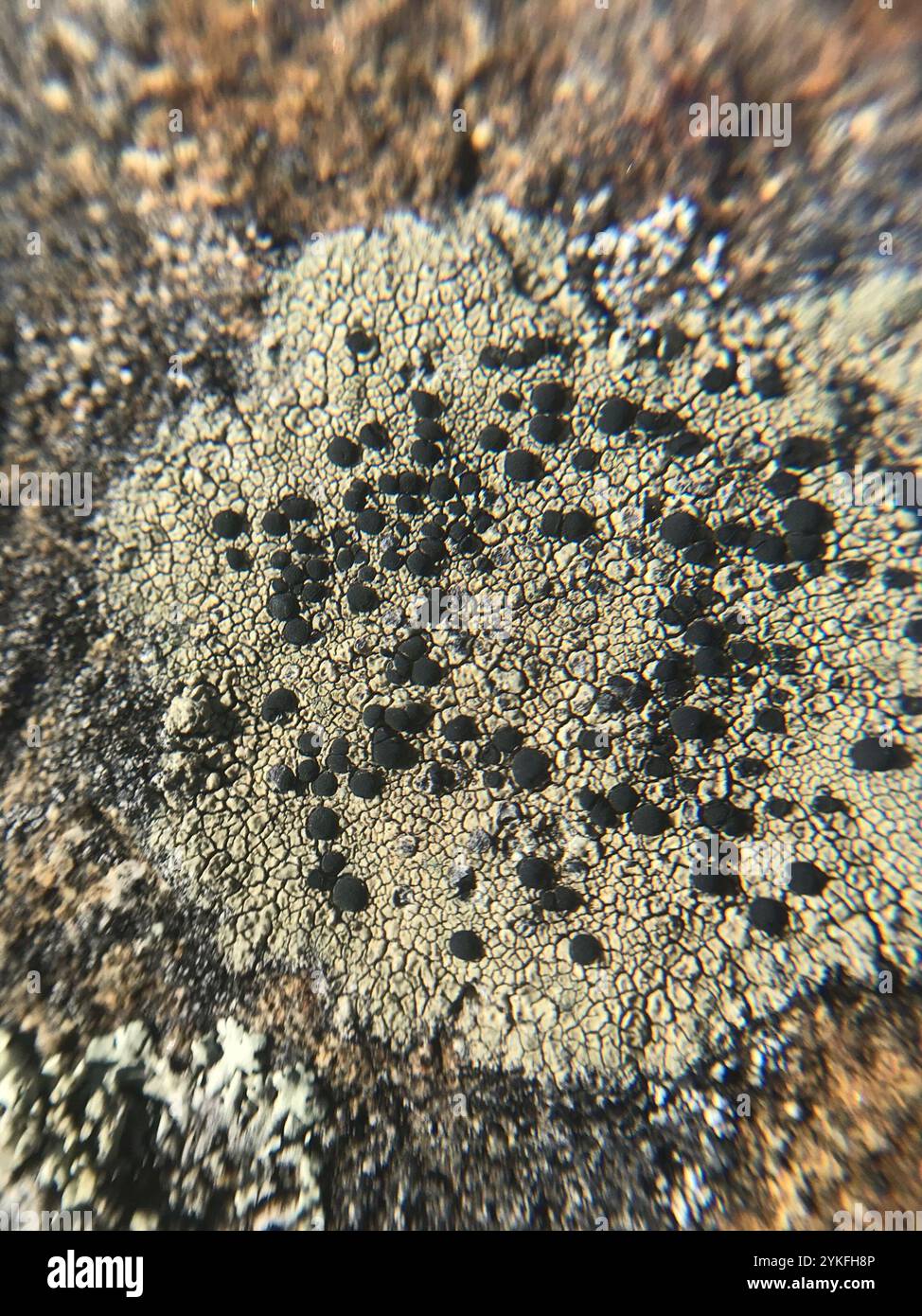 Halonia hi-res stock photography and images - Alamy