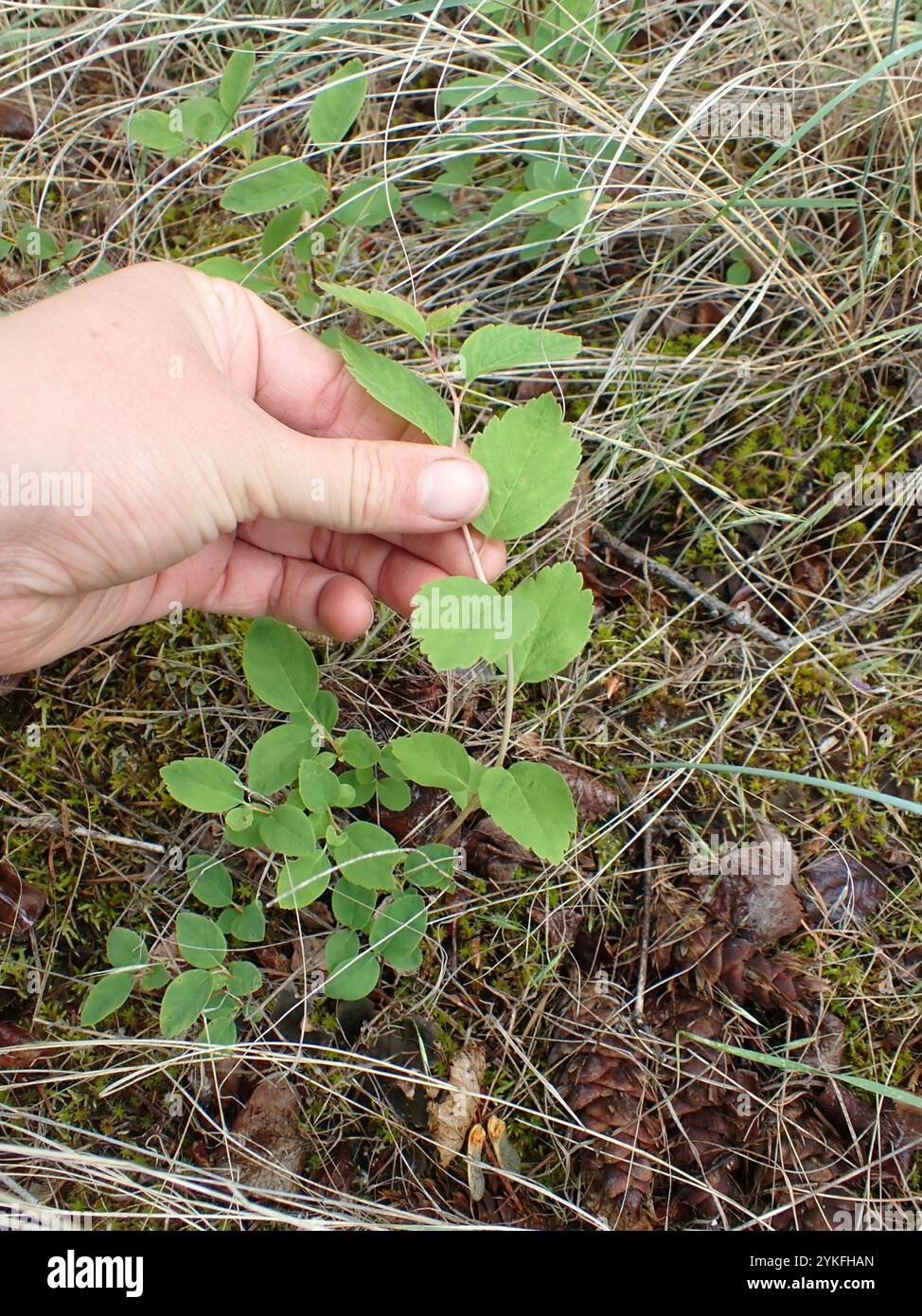 Shinyleaf Meadowsweet (Spiraea lucida Stock Photo - Alamy