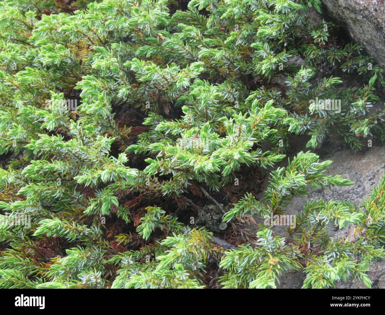 common juniper (Juniperus communis Stock Photo - Alamy